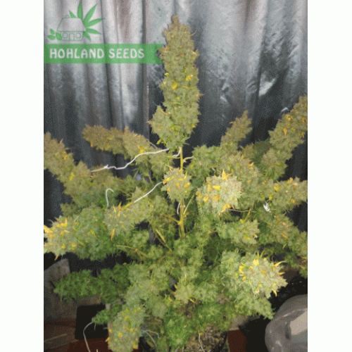 Auto Jack - Семена конопли - Hohlandseeds