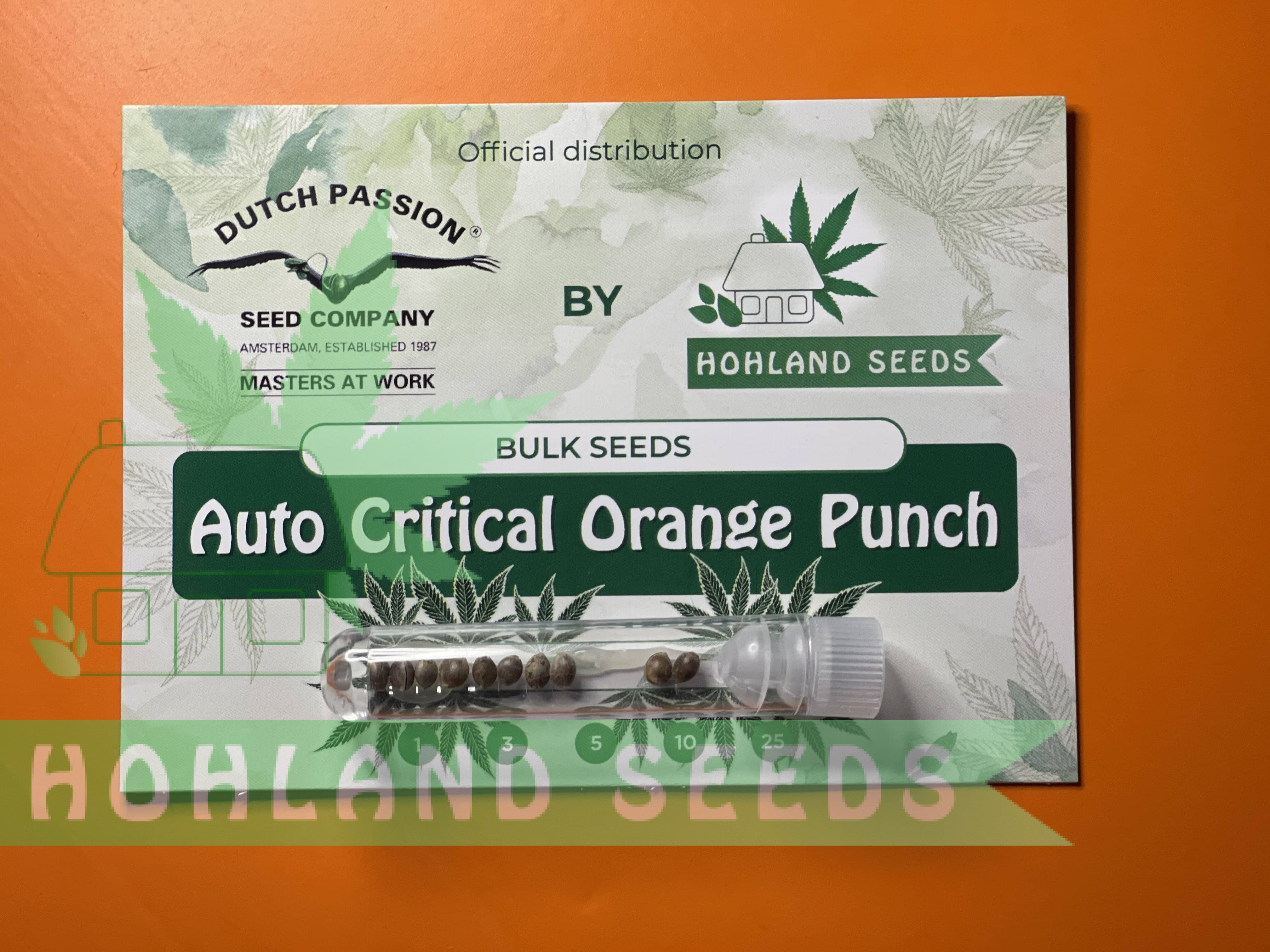 Auto Critical Orange Punch Bulk Pack - Семена конопли - Hohlandseeds