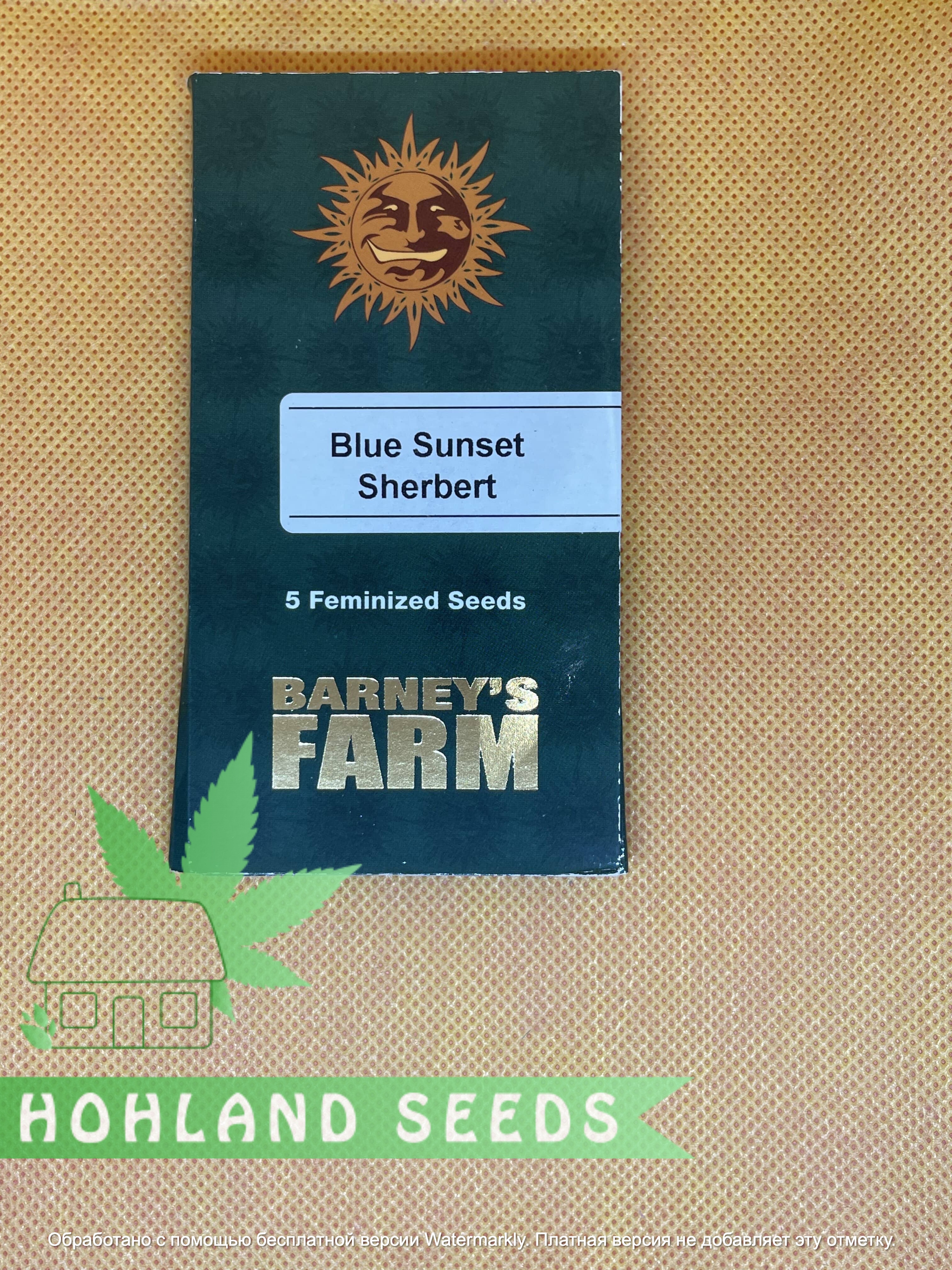 Blue Sunset Sherbert - Семена конопли - Hohlandseeds