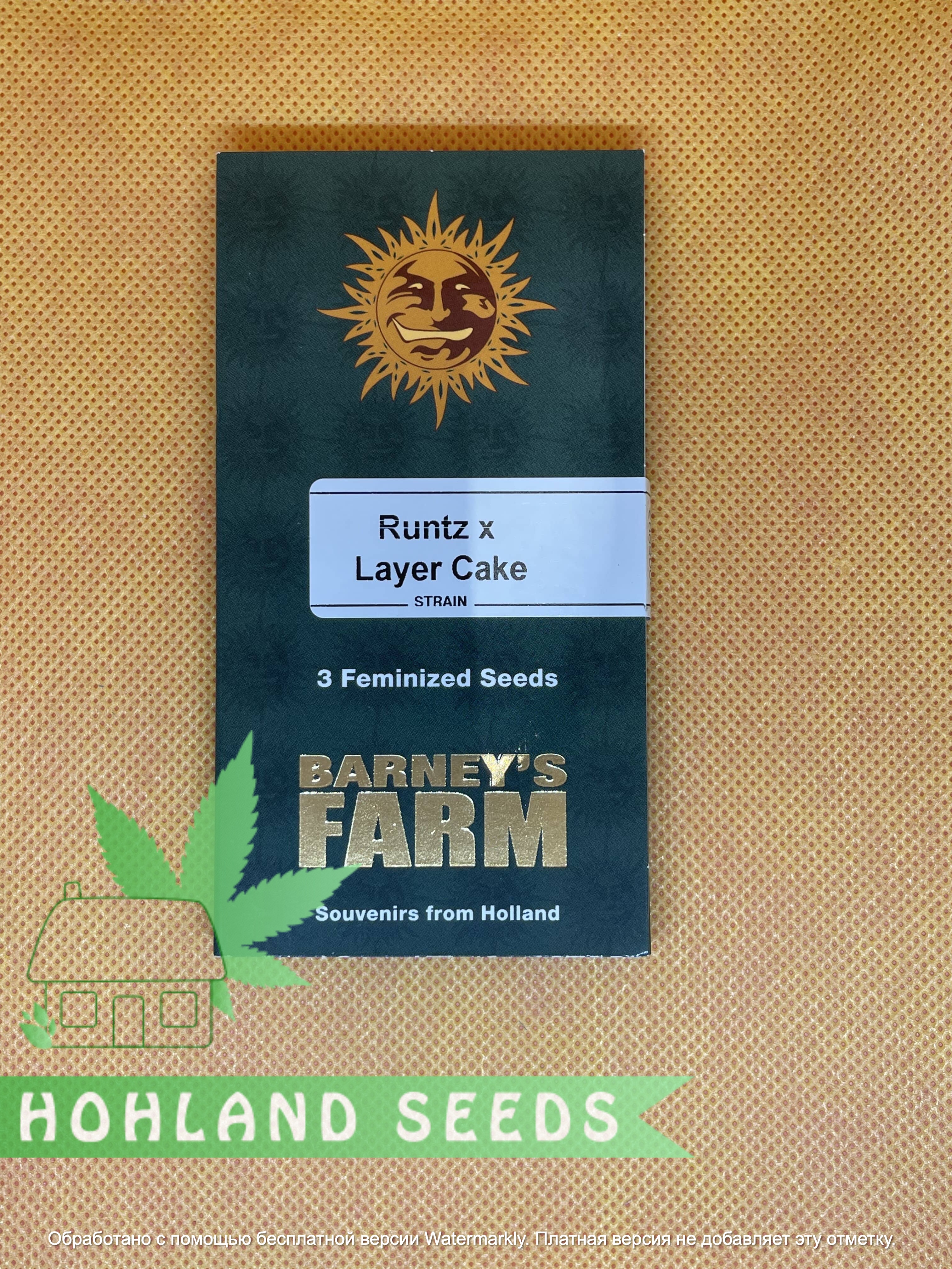 Runtz x Layer Cake - Семена конопли - Hohlandseeds