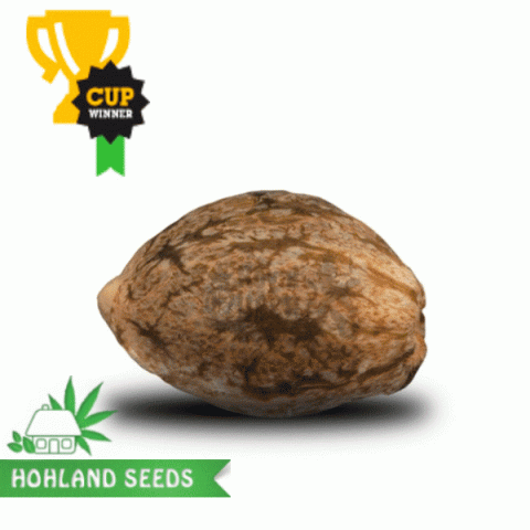 Royal Dwarf Automatic - Семена конопли - Hohlandseeds