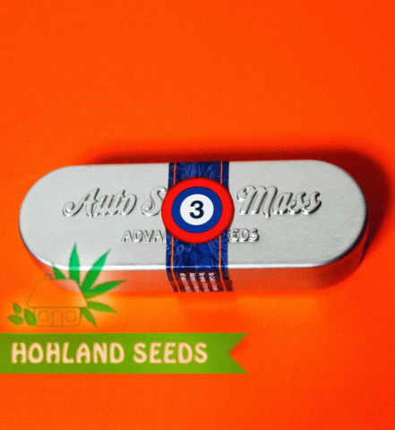 Auto Critical Mass - Семена конопли - Hohlandseeds