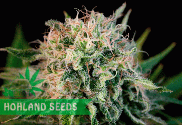Critical Jack - Семена конопли - Hohlandseeds