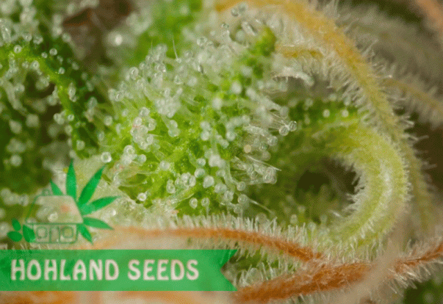 Critical Jack - Семена конопли - Hohlandseeds