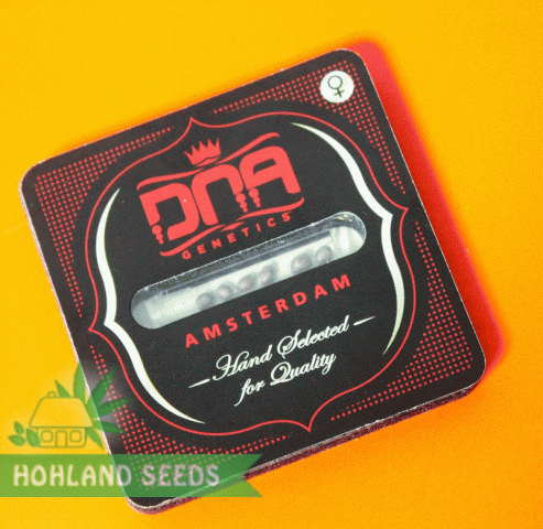 Lemon Skunk - Семена конопли - Hohlandseeds