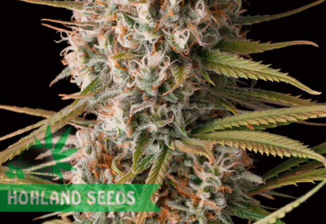 Original Amnesia - Семена конопли - Hohlandseeds