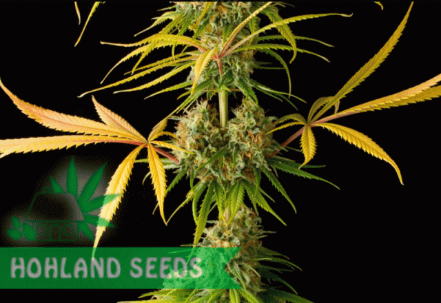 Original Amnesia - Семена конопли - Hohlandseeds