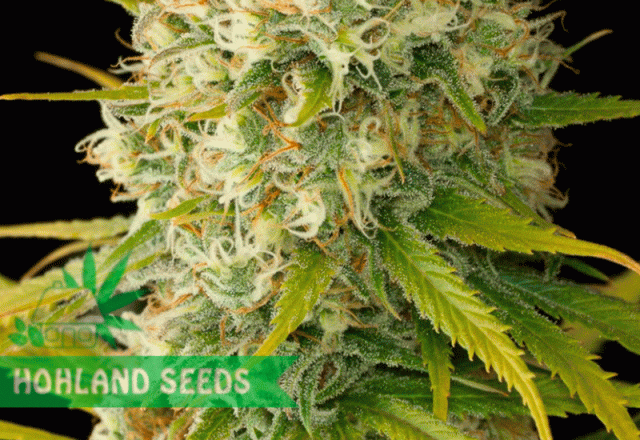 Original Amnesia - Семена конопли - Hohlandseeds