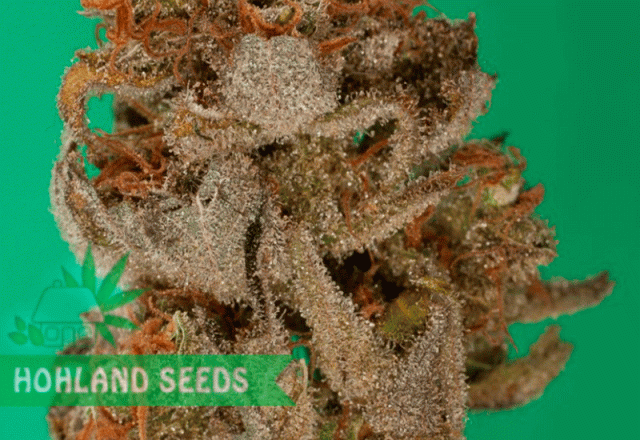 Original Amnesia - Семена конопли - Hohlandseeds