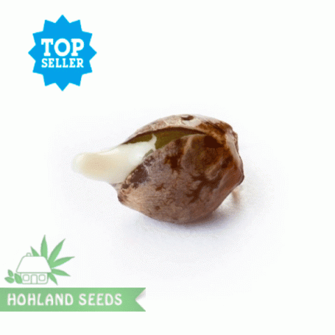 Royal AK Automatic - Семена конопли - Hohlandseeds