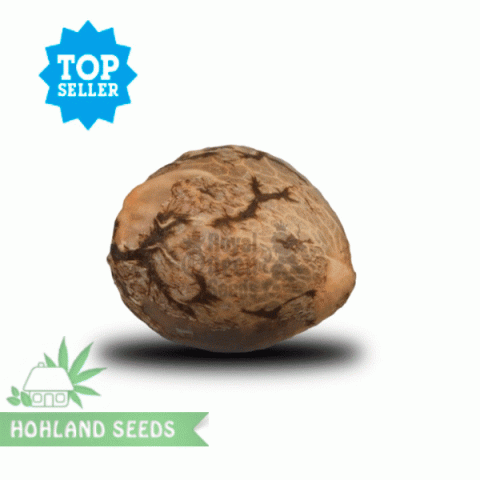 Royal AK Automatic - Семена конопли - Hohlandseeds