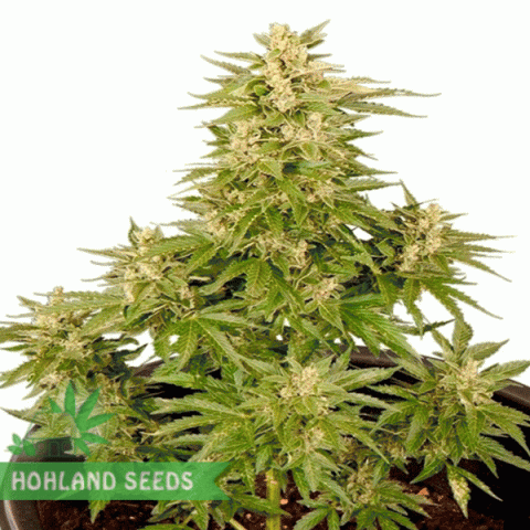 Royal Critical Automatik - Семена конопли - Hohlandseeds