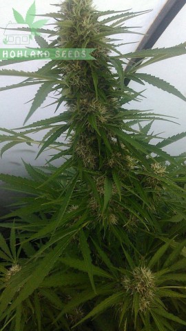 Auto Critical Mass - Семена конопли - Hohlandseeds