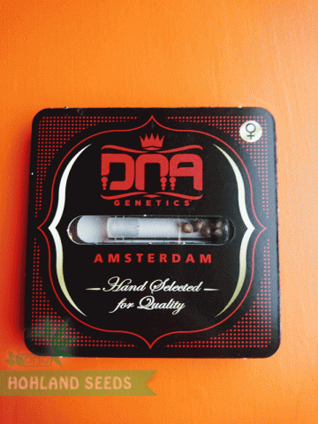 Lemon Skunk - Семена конопли - Hohlandseeds